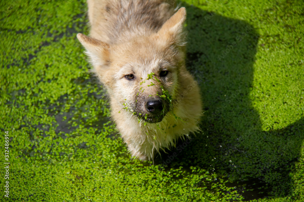 Arctic wolf cub in water. Canis lupus arctos. Stock Photo | Adobe Stock