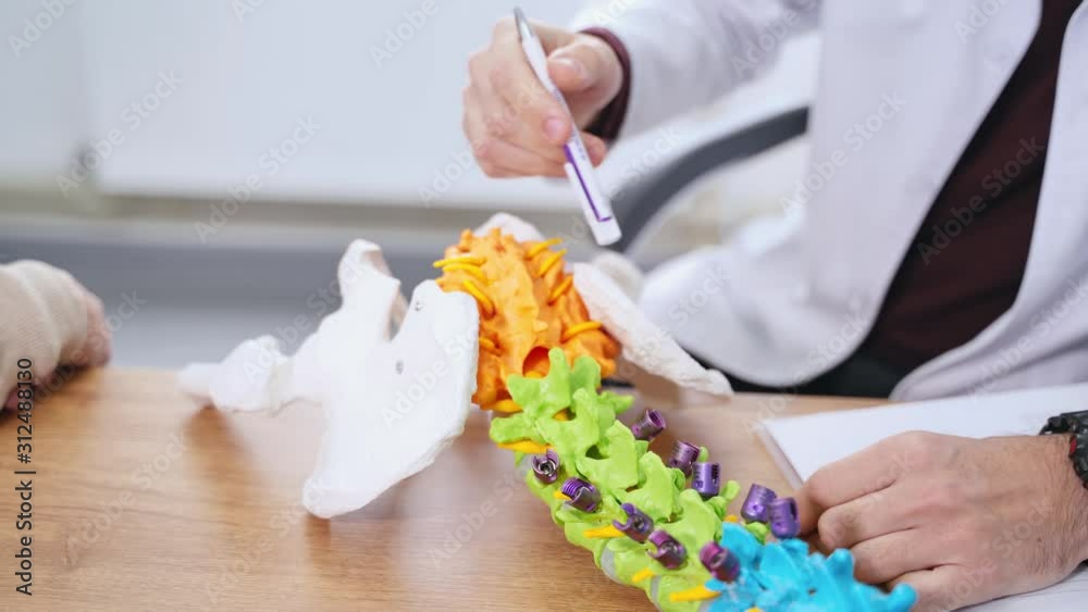 Back bone model on the table. Doctor's hands showing the work of bones ...
