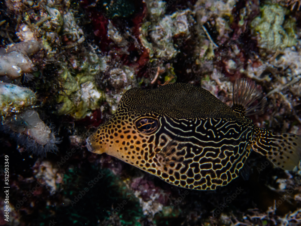 Female solar boxfish (Ostracion solorensis) hiding under a coral Stock ...