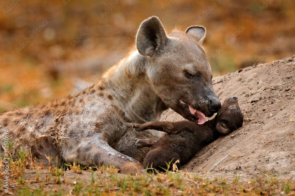 Young hyena pup, mother care. Hyena family, detail portrait. Spotted ...