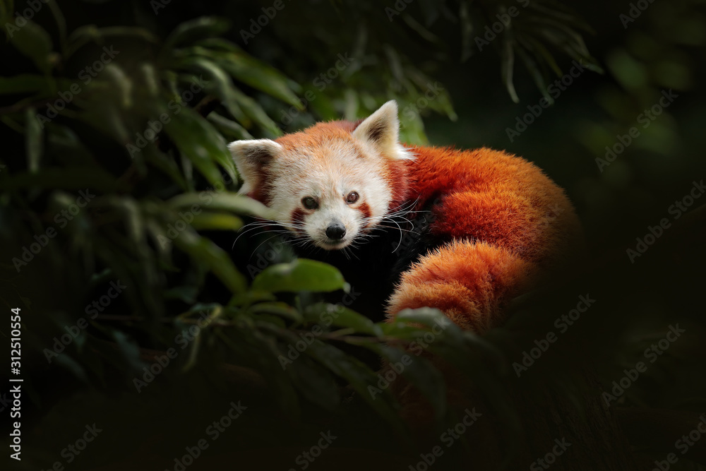 Evil Red Panda