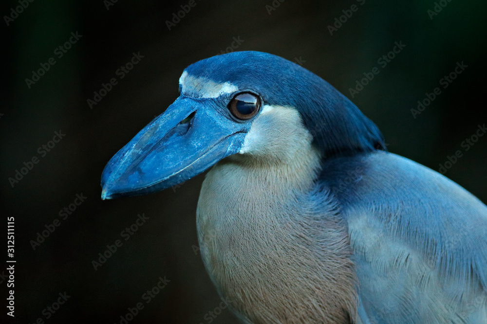 Boat bill bird detail. Boat-billed heron, Cochlearius cochlearius ...