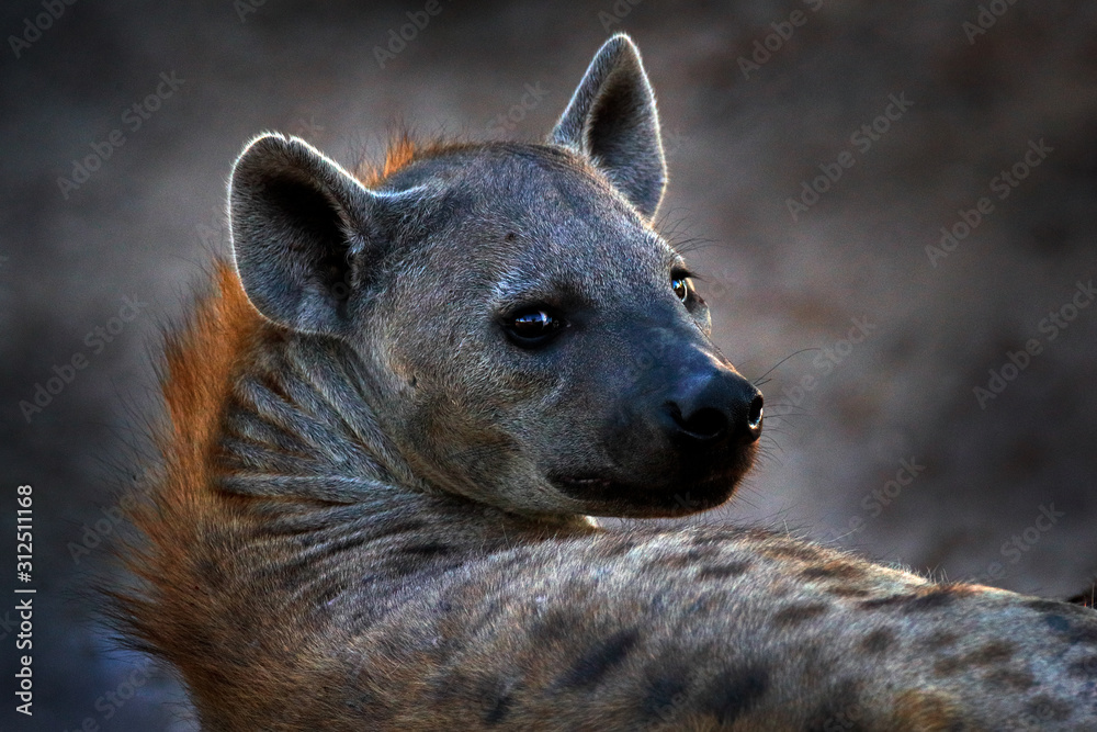 Hyena, detail portrait. Spotted hyena, Crocuta crocuta, angry animal ...
