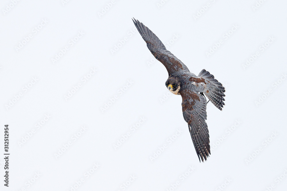White Falcon Bird Flying