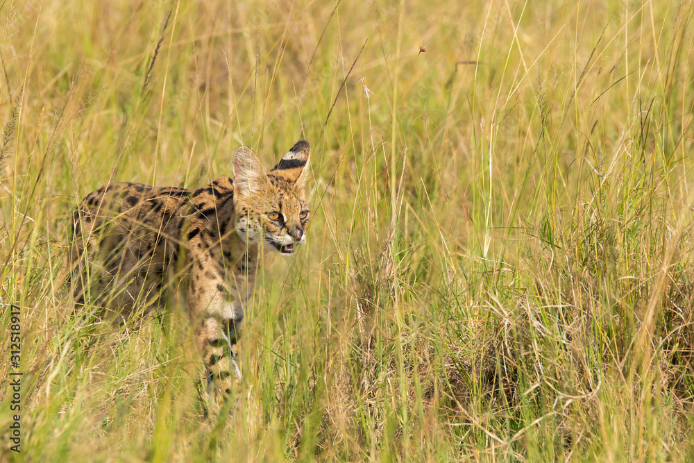 A female serval cat walking in the grasslands of Masai Mara National ...