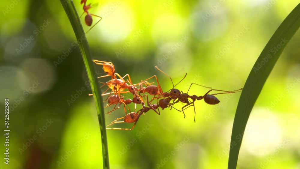 Ant action standing.Ant bridge unity team,Concept team work together ...