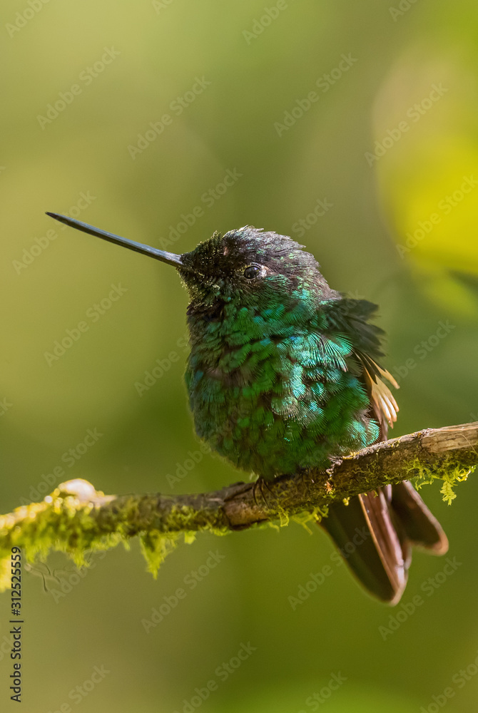 Buff-winged Starfrontlet - Coeligena lutetiae, beautiful green ...