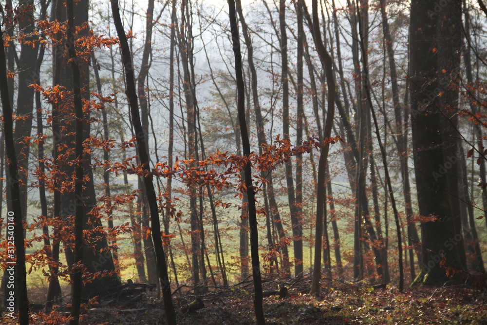 Forêt de feuillus en hiver Stock Photo | Adobe Stock