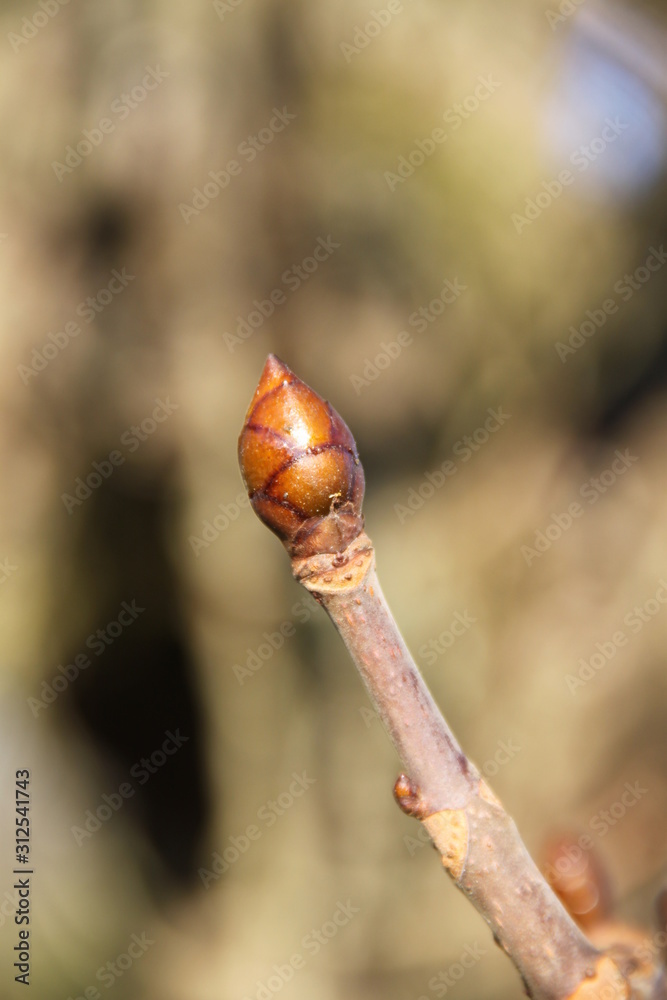 Bourgeon de marronnier Stock Photo | Adobe Stock