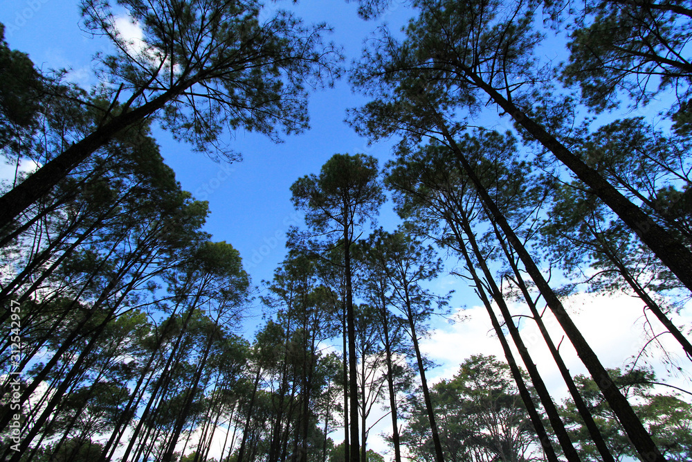 Group of high pine tree in deep jungle or forest with clear blue sky ...