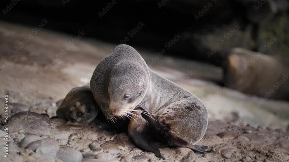 Full-grown fur seal scratching its head with its back flipper. Baby ...