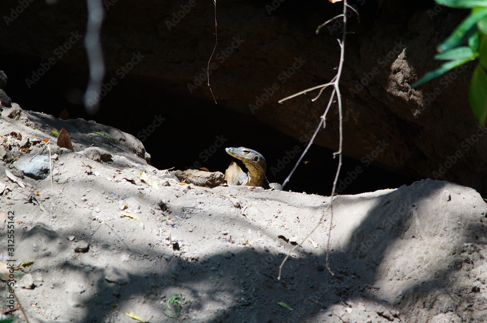 The Asian water monitor (Varanus salvator), also called common water ...