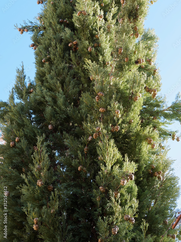 Cyprès de Provence (Cupressus sempervirens) aux rameaux serrés portant ...
