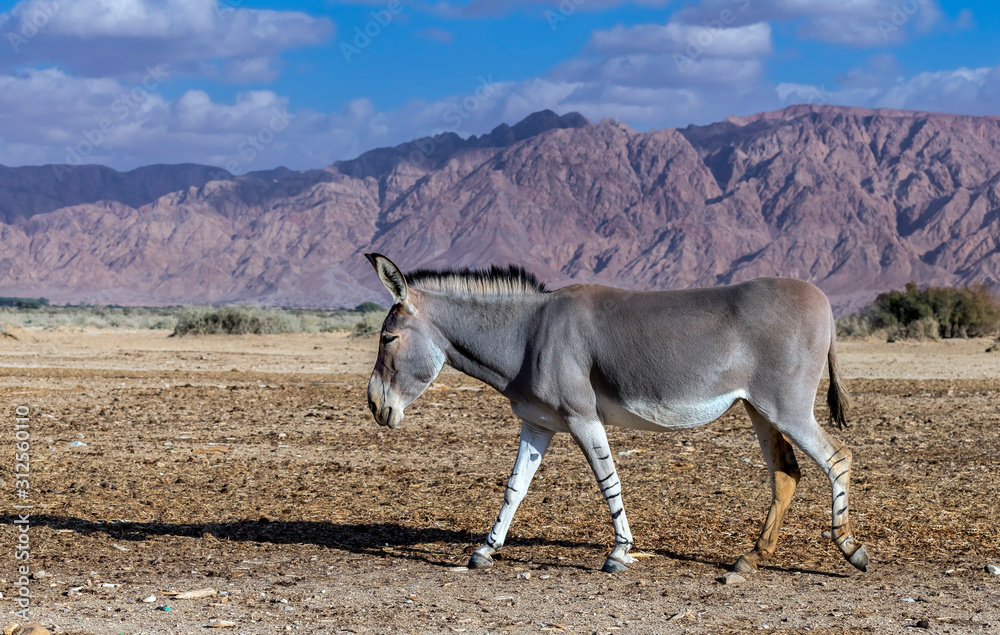 Somali wild donkey (Equus africanus). This species is extremely rare ...