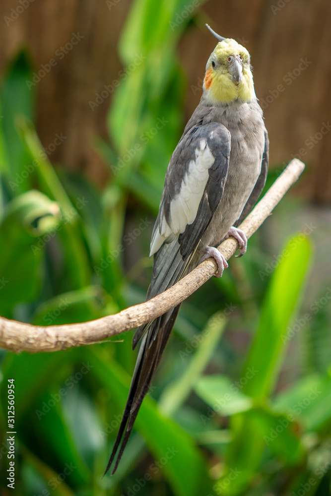 The cockatiel (Nymphicus hollandicus), also known as weiro bird, or ...