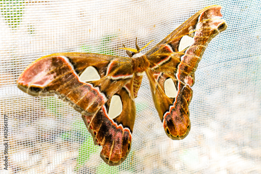 Attacus atlas, the Atlas moth, is a large saturniid moth endemic to the ...