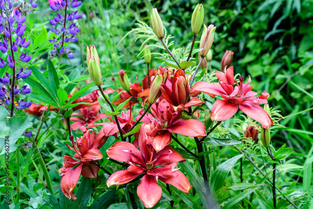 Close up of vivid red lilies flowers in full bloom in a British garden ...