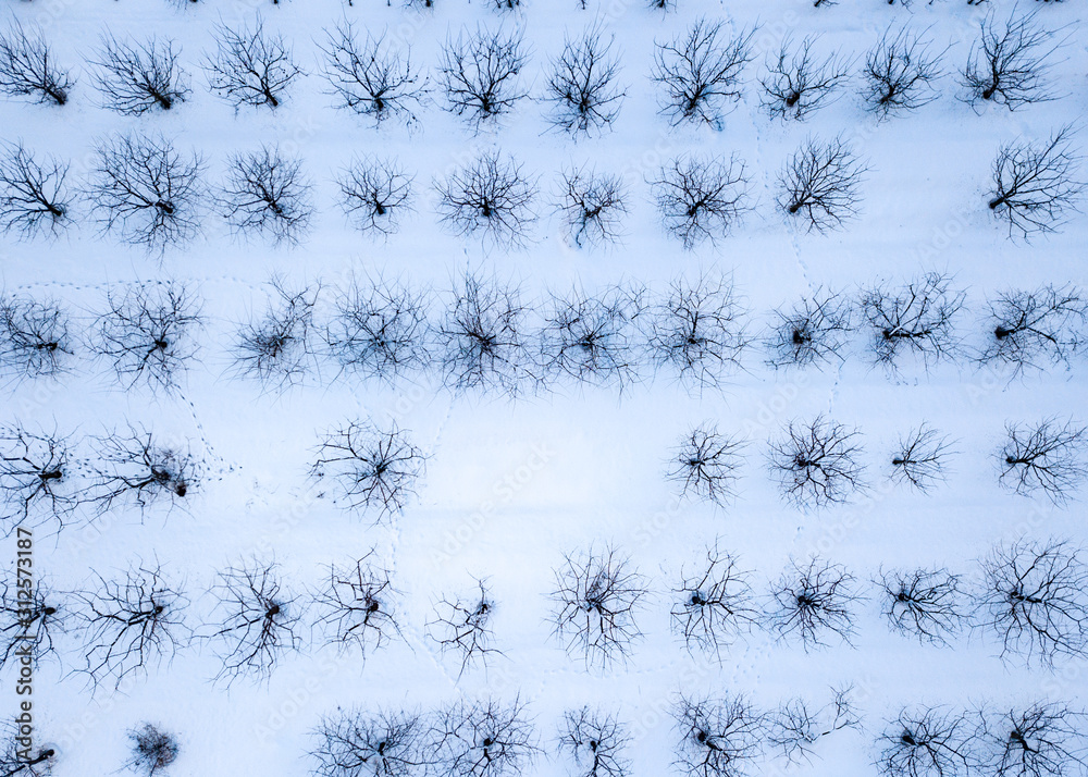 Winter pattern of trees texture on a snowy land background. Aerial view ...