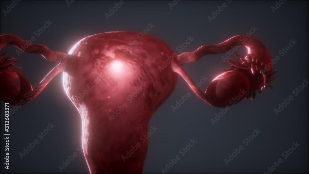 Female Reproductive System Anatomy animation Stock ビデオ | Adobe Stock