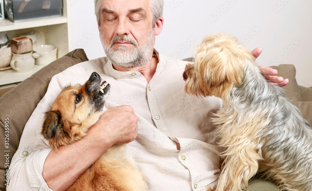 Dog growls at another dog. Man tries to calm down the dog. Stock Photo ...