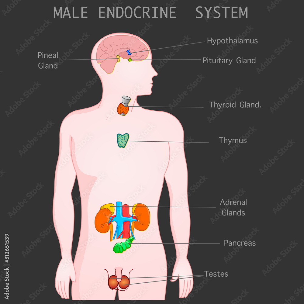 Male Endocrine system parts anatomy. Man gray silhouette. Explanation ...