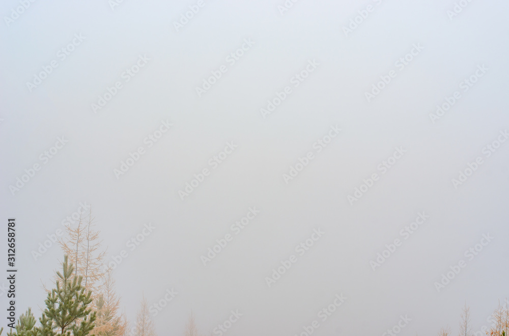 Tops of coniferous trees of firs yellow and green stand in a white ...