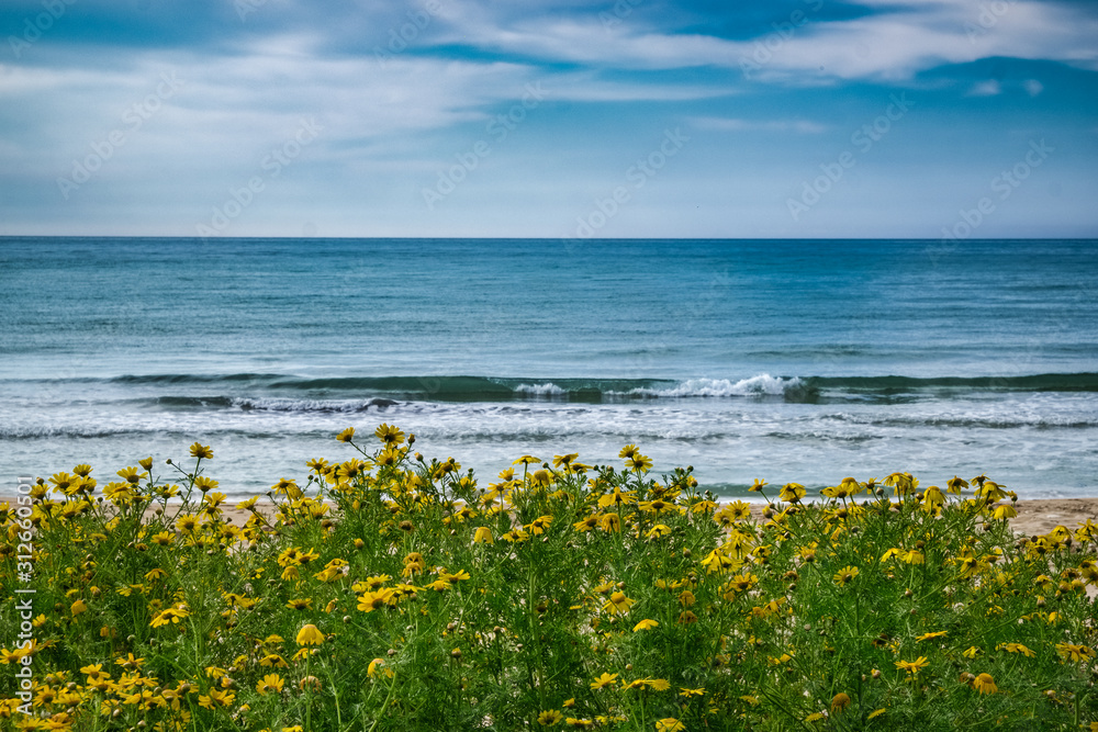Flowers on the beach of Eraclea Minoa Sicily Italy in spring Stock ...