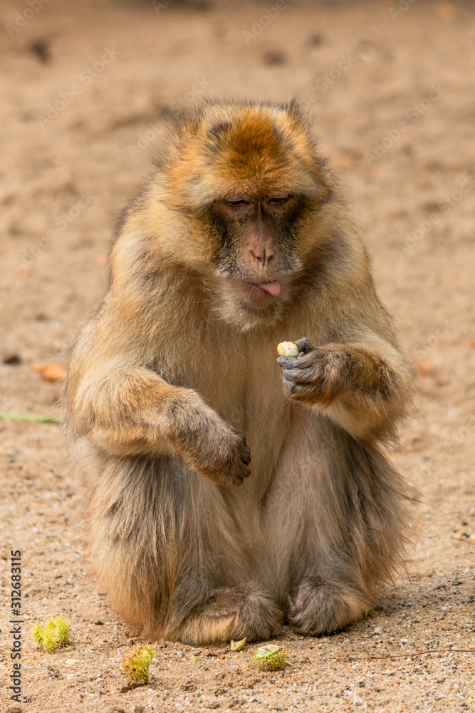 Portrait of a Barbary ape is having its tongue out while eating a ...