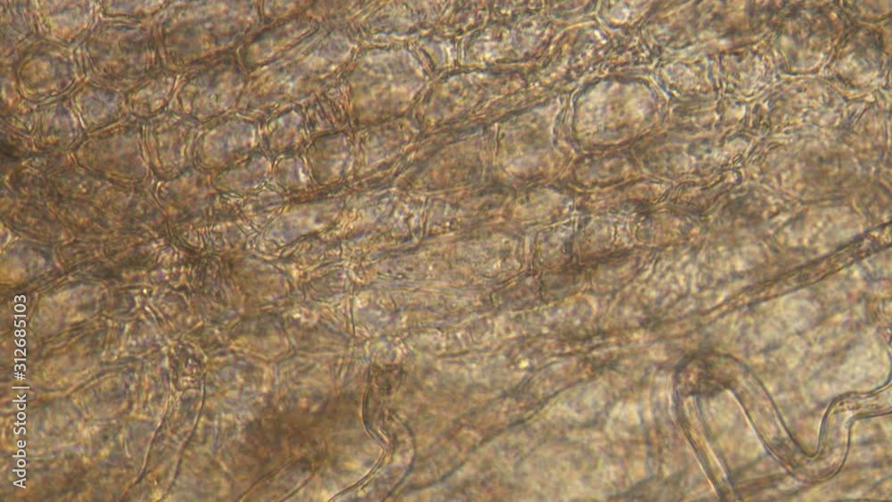 Microscopy of berry plant (raspberries). Magnification 300x with ...