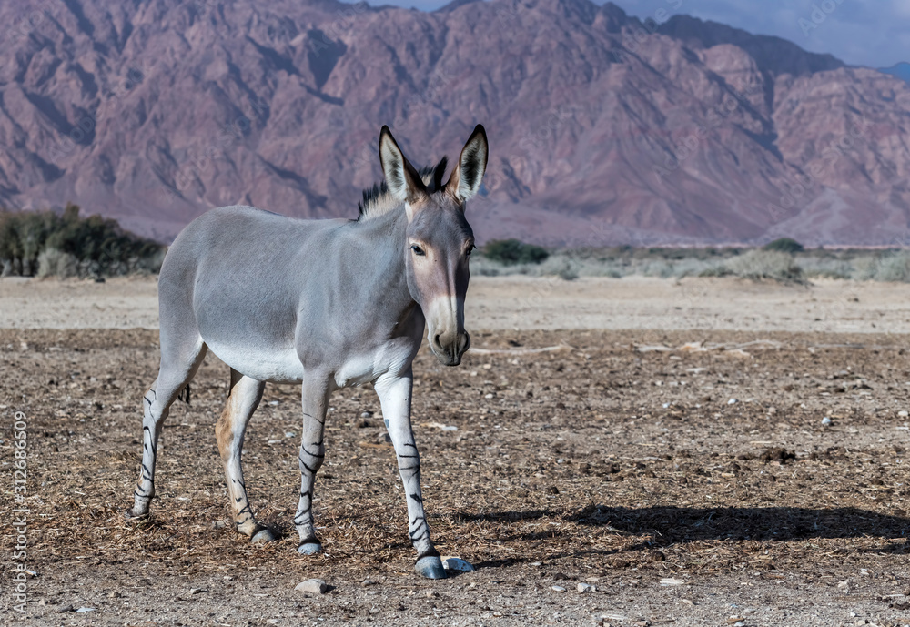 Somali wild donkey (Equus africanus) in nature reserve of the Middle ...