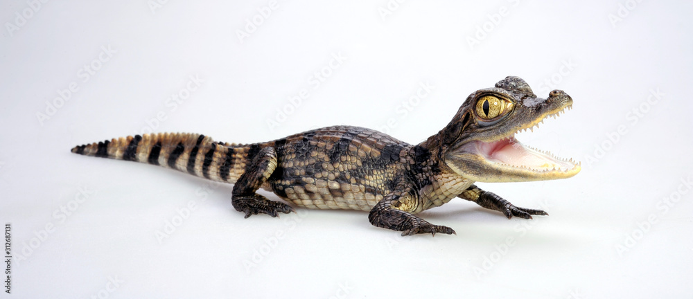 Brillenkaiman / Spectacled caiman (Caiman crocodilus) Stock Photo ...