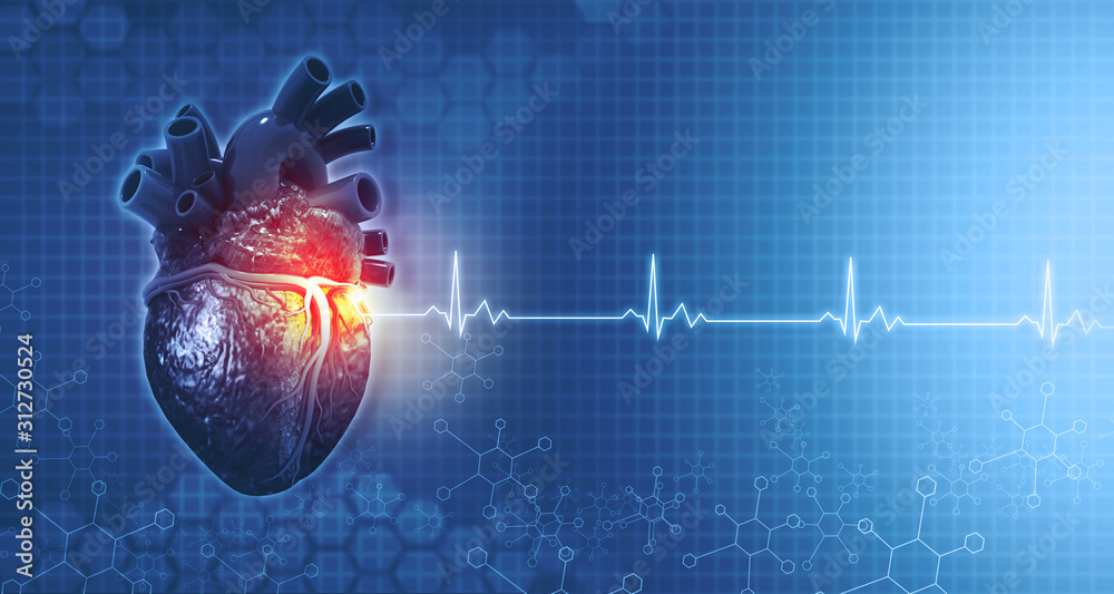 Anatomy of human heart on ecg medical background. 3d render. Stock ...