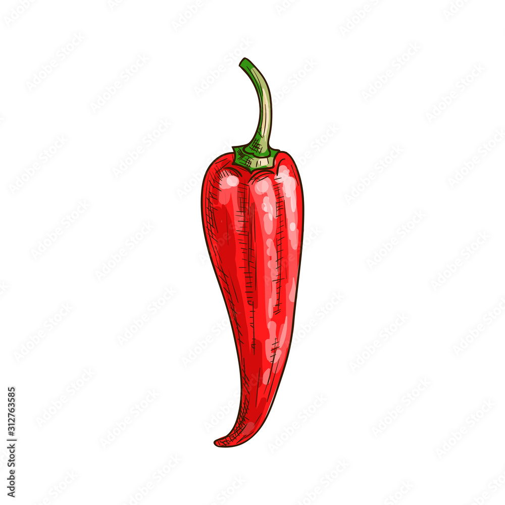 Cayenne long pepper isolated spicy chili sketch. Vector red hot chilli ...