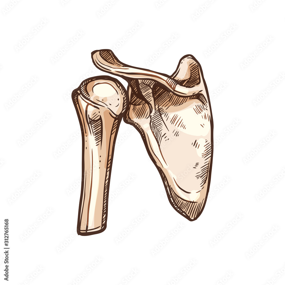 Shoulder blade or scapula anatomy isolated sketch. Vector clavicle ...