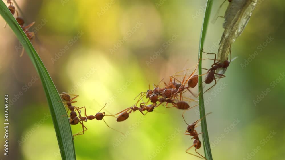 Ant action standing.Ant bridge unity team,Concept team work together ...
