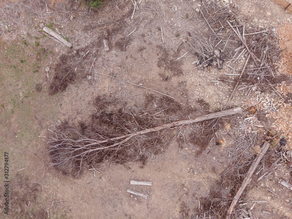 Fallen and Dead Blue Gum Tree, With Brown Leaves, Lying on the Ground ...