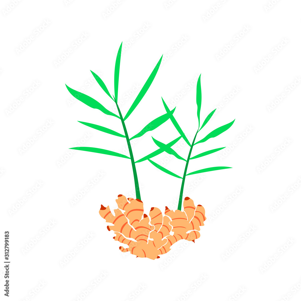 Ginger Plant Vector