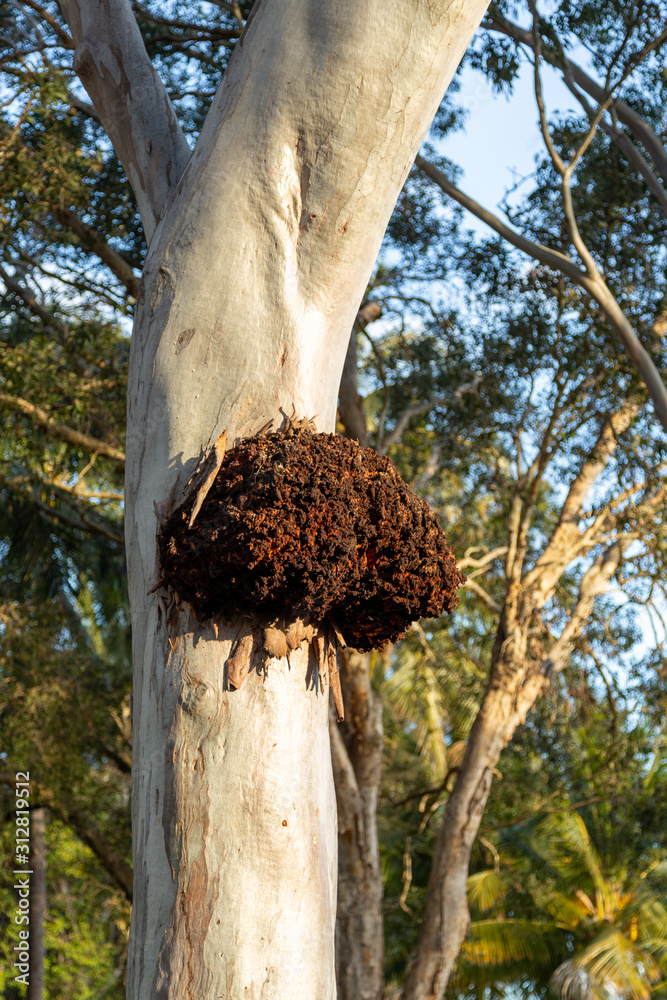 Large termite nest protruding out of native Australian gum tree with ...