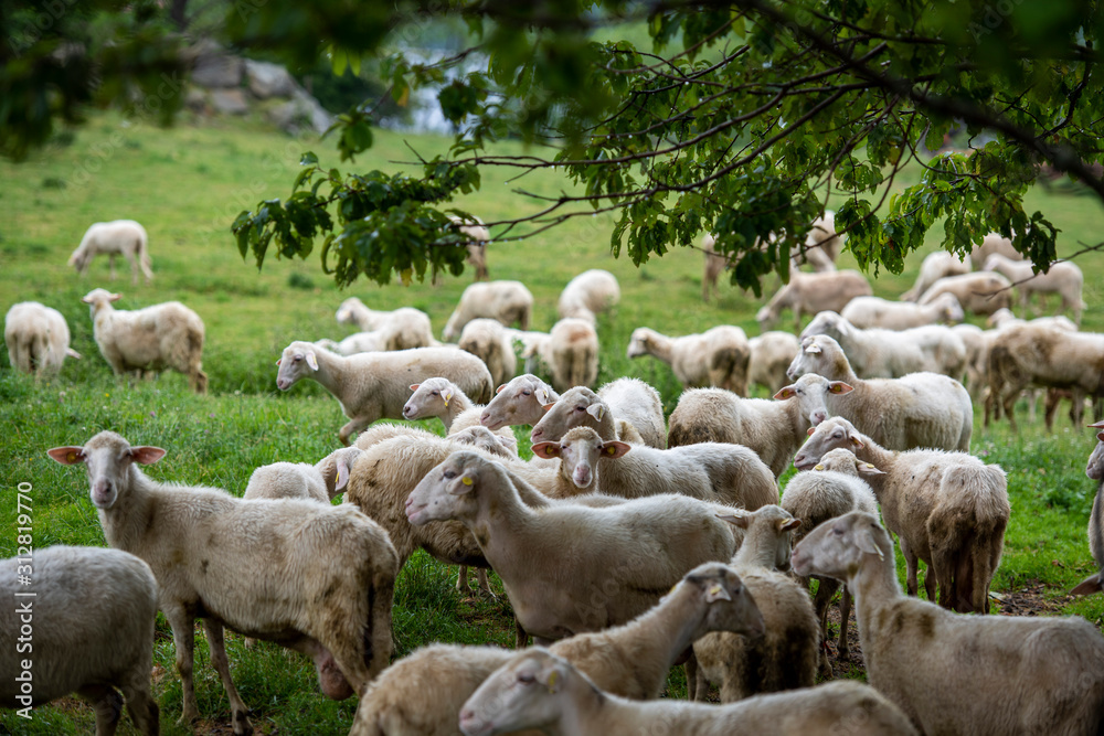 PECORE APPENNINO TOSCO EMILIANO - PARCO NAZIONALE Stock Photo | Adobe Stock
