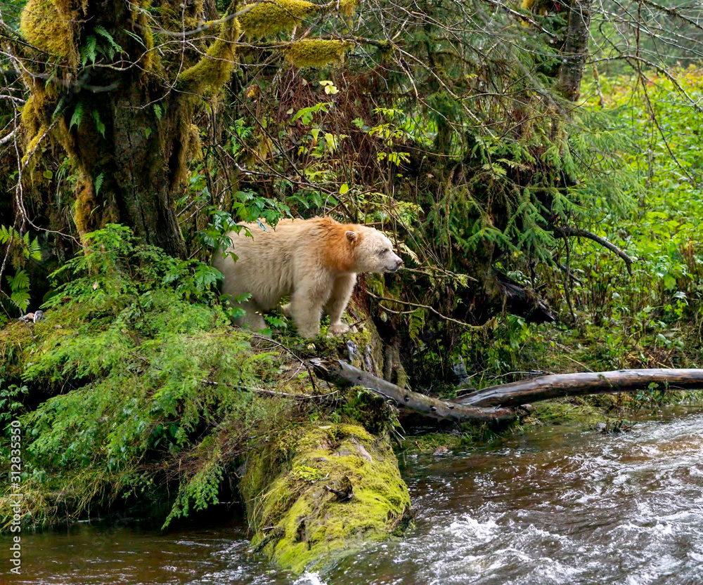 Poster Spirit Bear Lookout - A Spirit Bear (known as Boss) emerges from ...