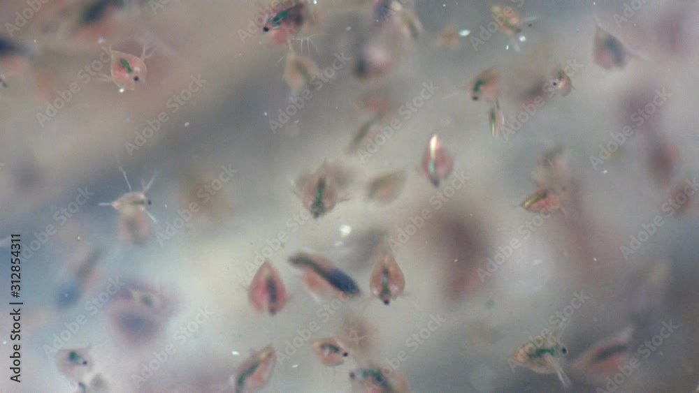 Daphnia magna is small planktonic crustacean and other small ...