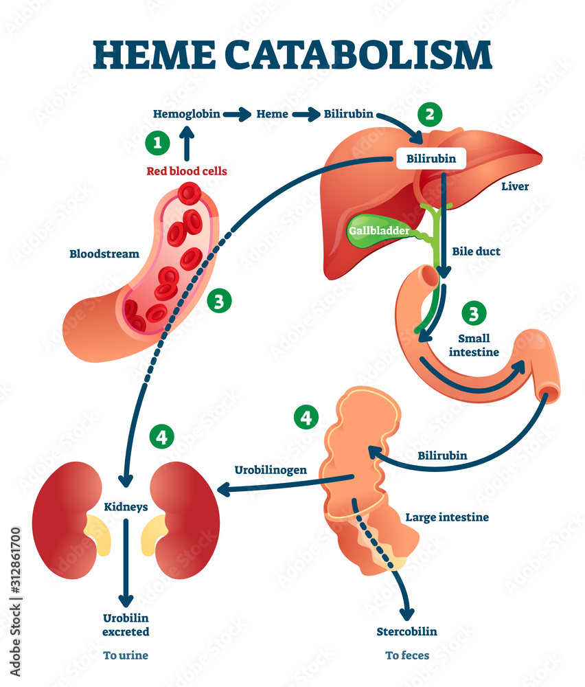 Heme Catabolism Vector Illustration. Labeled Chemical Blood Reaction ...