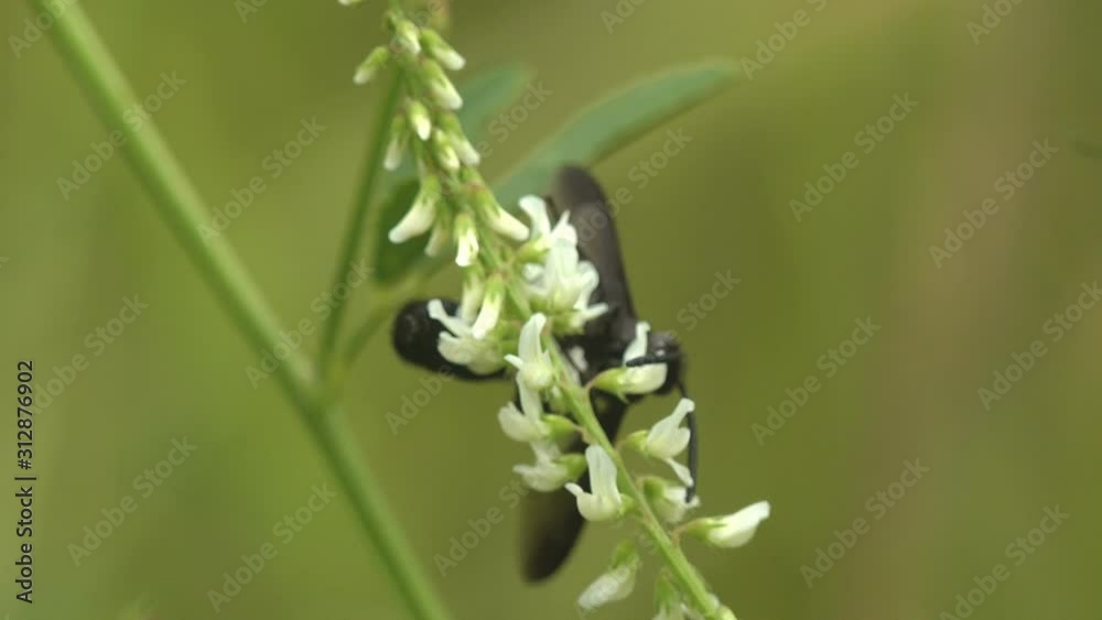 Cicada killer, Sphecius speciosus in family Crabronidae or cicada hawk ...