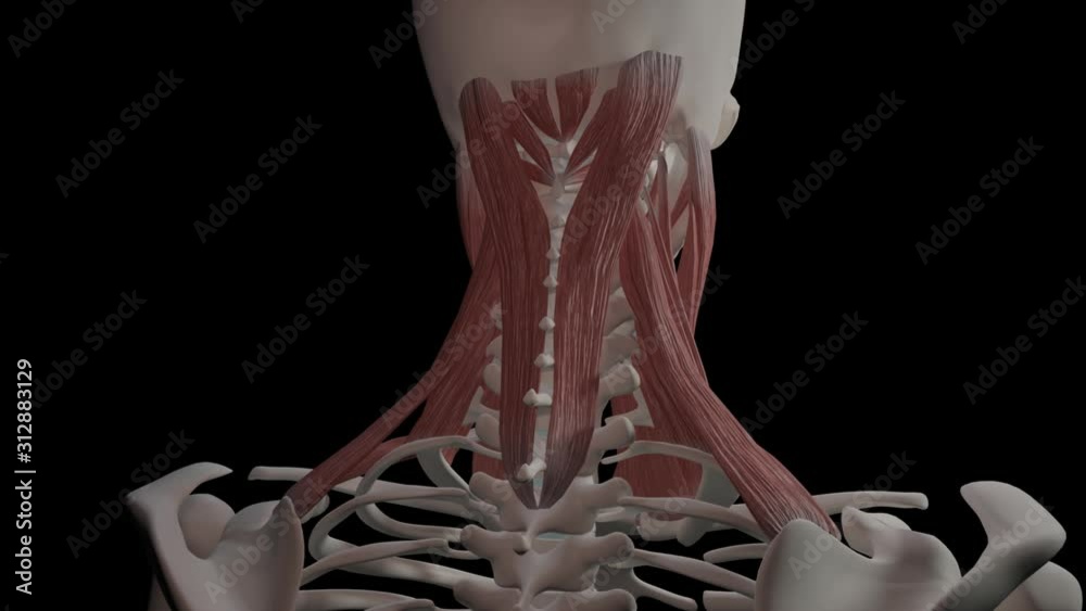 Neck Muscles Overview Stock Video | Adobe Stock