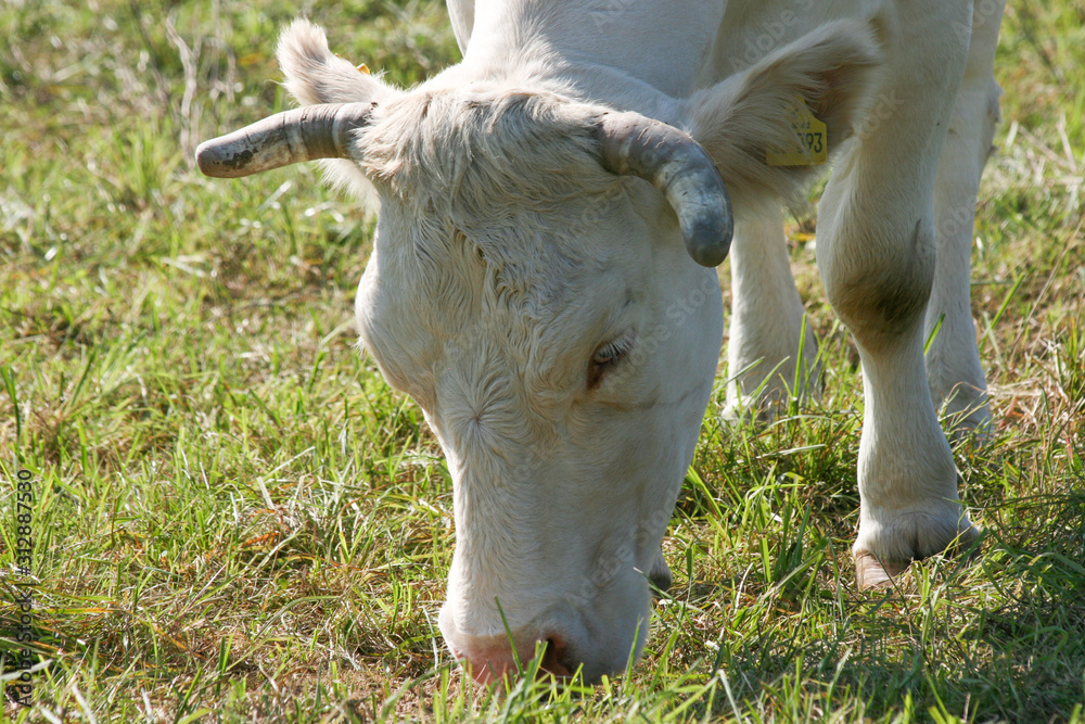 grasende kuh, cow Stock Photo | Adobe Stock