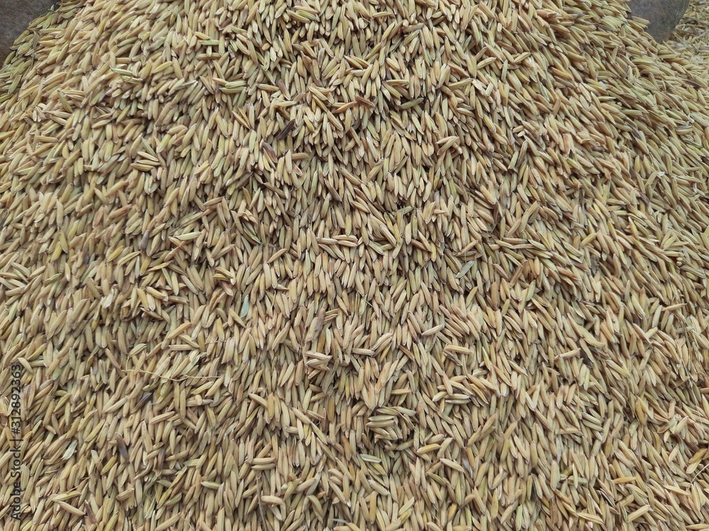 paddy after harvesting. After paddy threshing.Background of gold paddy ...