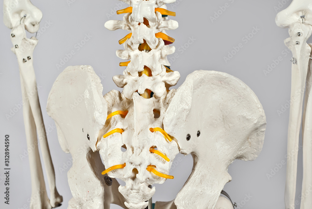 Mockup of human skeleton. Demonstration of diseases of the ...