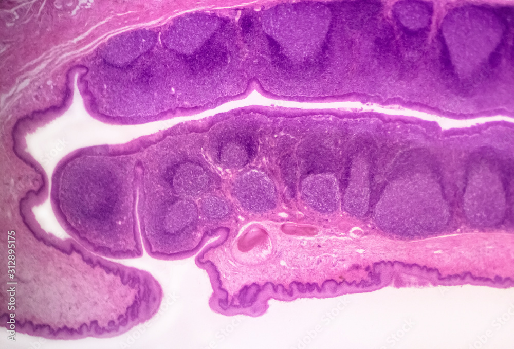 Palatine tonsil cross-section of a domestic cat (Felis catus Linnaeus ...