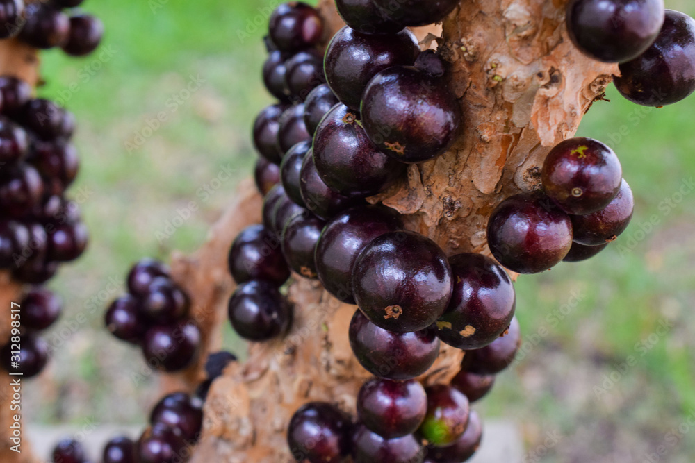 Fruit. Exotic. Ripe jabuticaba on the tree ready to harvest. Jaboticaba ...