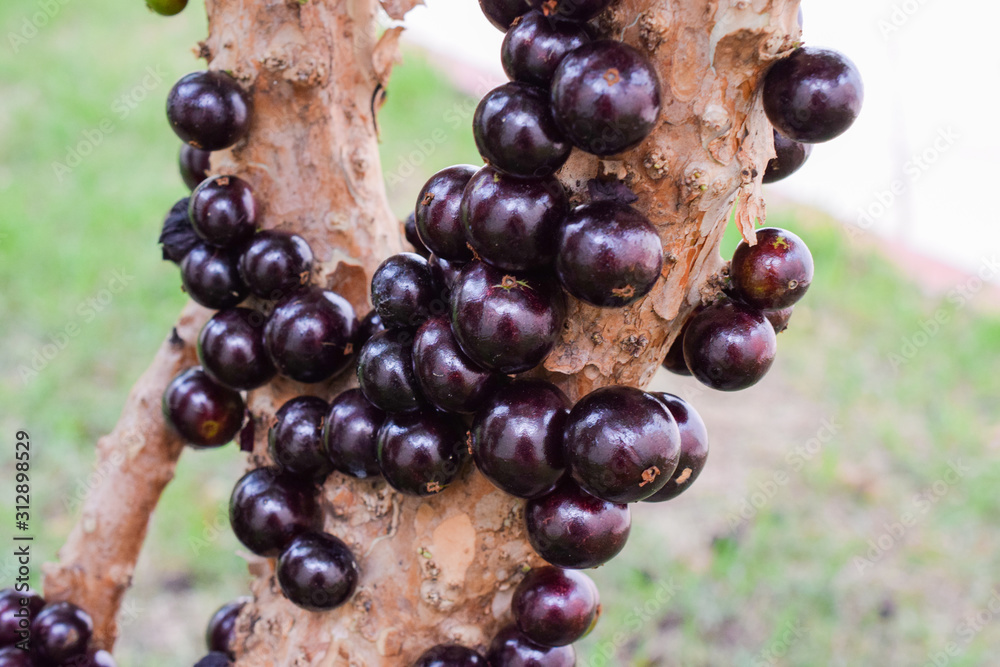 Fruit. Exotic. Ripe jabuticaba on the tree ready to harvest. Jaboticaba ...